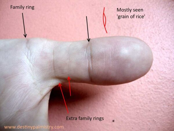 Thumb Lines Explained in a Palmistry Study - Destiny Palmistry