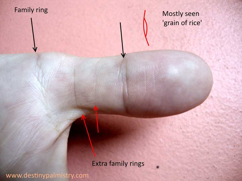 Thumb Lines Explained in a Palmistry Study - Destiny Palmistry