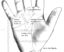 Apollo Line that Shows a Gifted Person - Destiny Palmistry