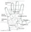 Ambition and Leadership Signs in Palmistry - Destiny Palmistry