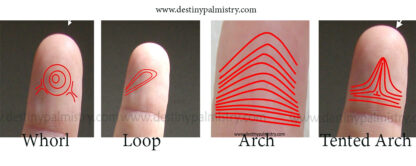 Fingerprint Meanings Including Loops and Whorls - Destiny Palmistry