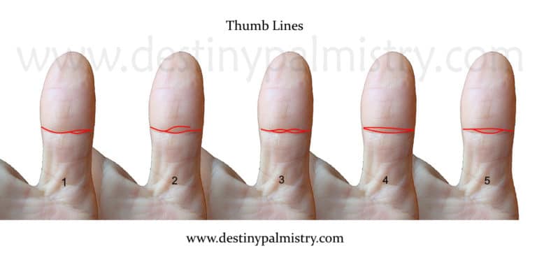 Thumb Crease Types in a Palmistry Study - Destiny Palmistry