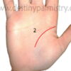 The Life Line Types and Meanings - Destiny Palmistry