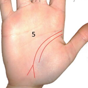 The Life Line Types and Meanings - Destiny Palmistry