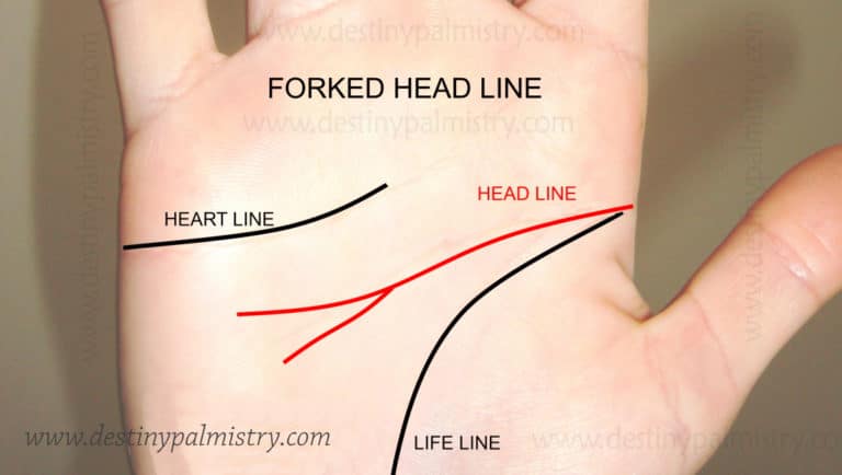 Forked Head Line Meaning in Palmistry - Destiny Palmistry