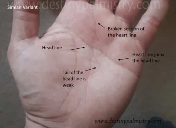Double Simian or One Simian Line on the Palm - Destiny Palmistry
