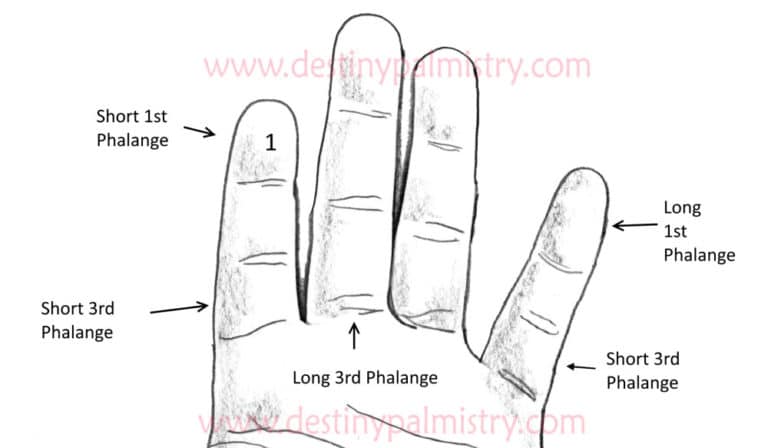 Finger Phalanges Meaning in Palmistry - Destiny Palmistry