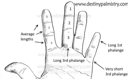 Finger Phalanges Meaning in Palmistry - Destiny Palmistry