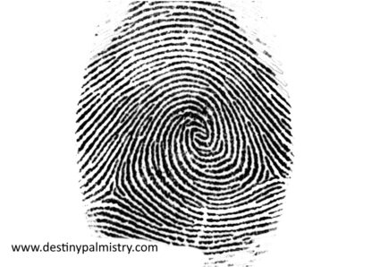 Fingerprint Meanings Including Loops and Whorls - Destiny Palmistry