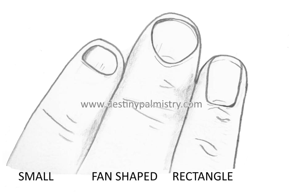 Nail Shapes on the Finger and What it Means - Destiny Palmistry