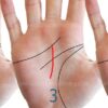 Which Fate Line Type Do You Have for a Career? - Destiny Palmistry